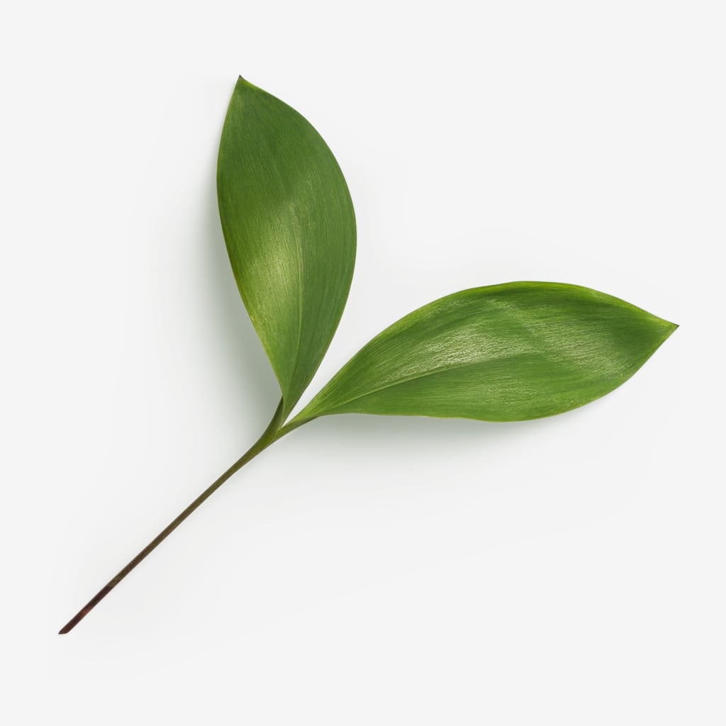 Leaf graphic asset