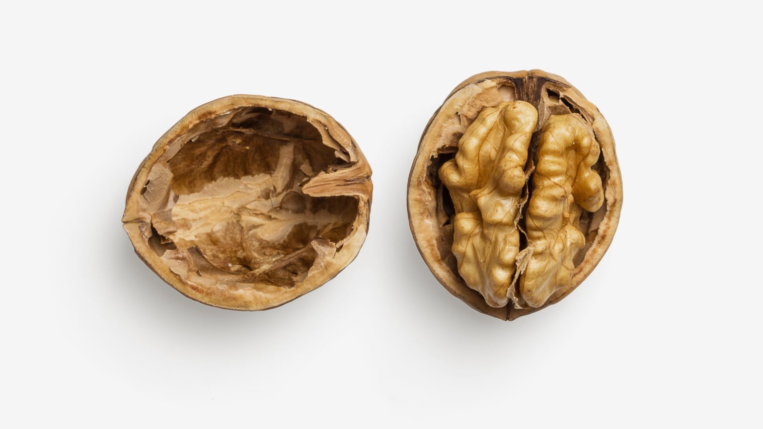 Walnut graphic asset
