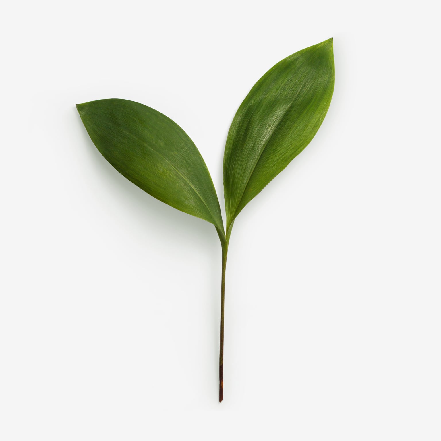 Leaf graphic asset