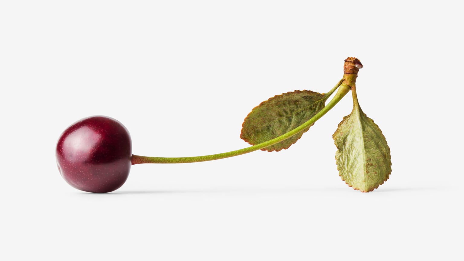 Cherry graphic asset
