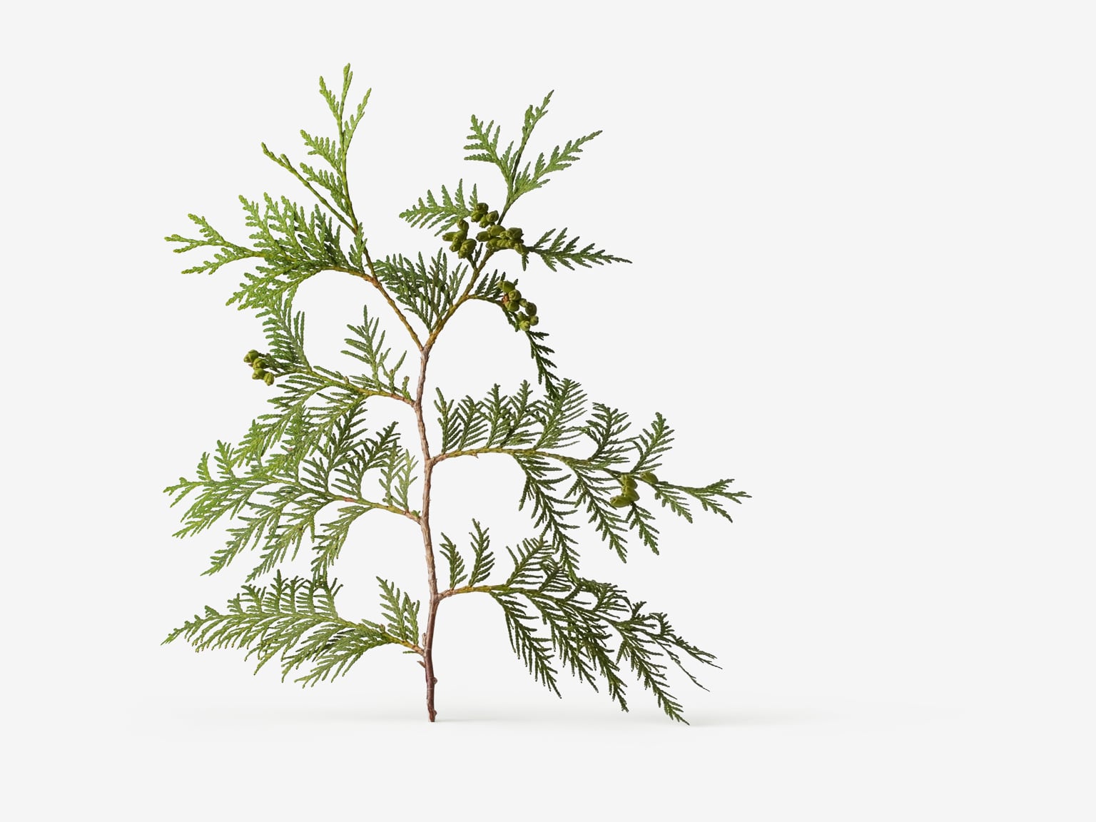 Leaf graphic asset