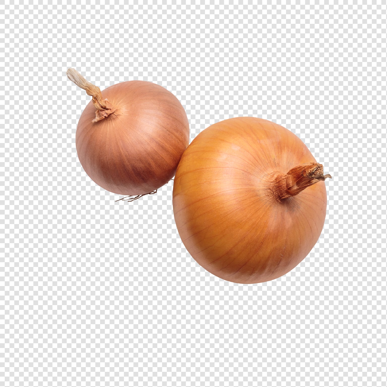 Onion graphic asset