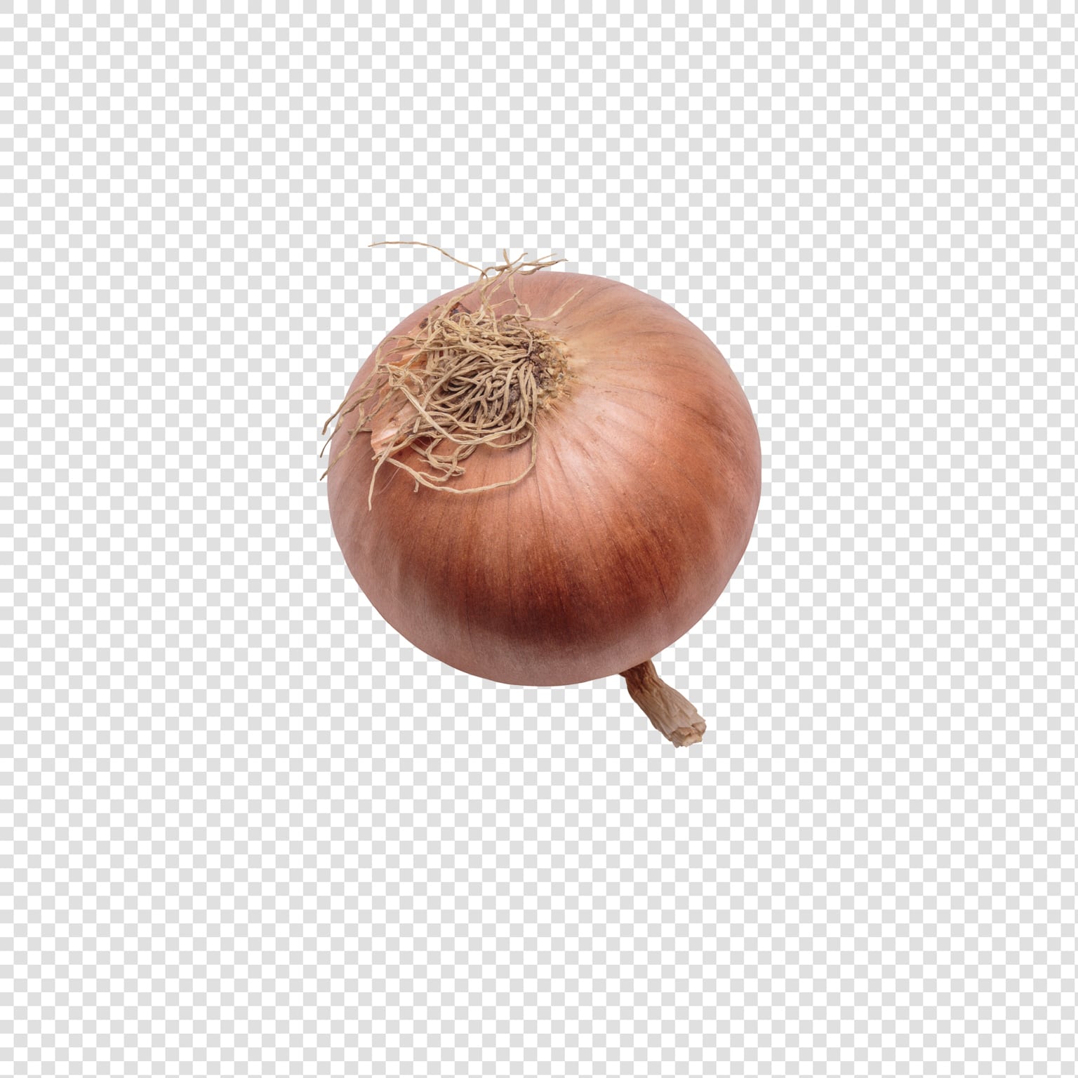Onion graphic asset