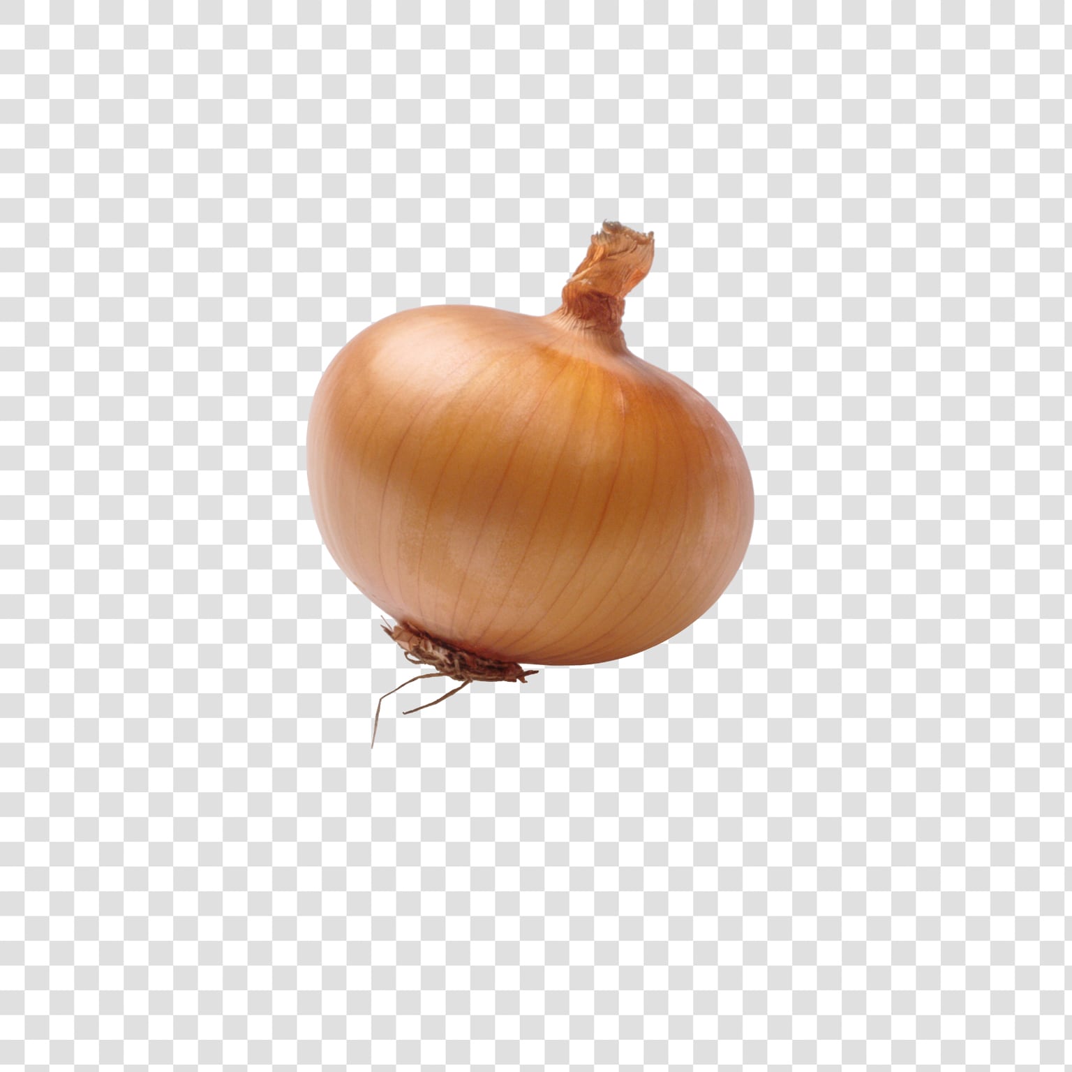Onion graphic asset