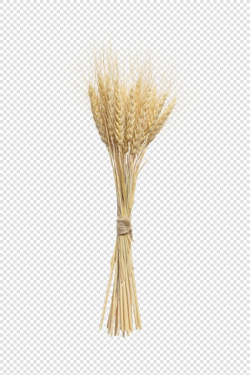 Clean isolated psd image of spikelet on transparent background with ...
