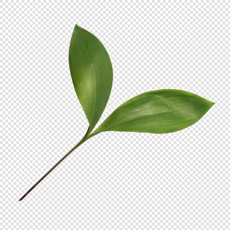Leaf graphic asset